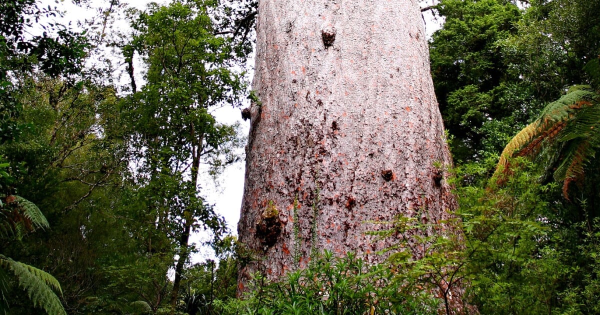 Kauri Coast | Hiking New Zealand (HikingNZ)