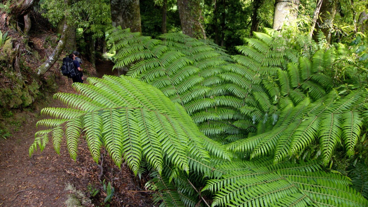 Visas, NZeTA and IVL | Hiking New Zealand (HikingNZ)