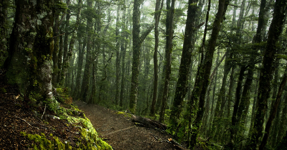 Track to Bushline Hut in Nelson Lakes National Park | Hiking New Zealand