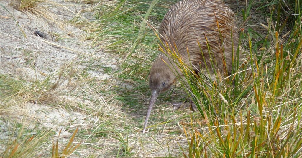 Stewart Island Track Photos | Hiking New Zealand