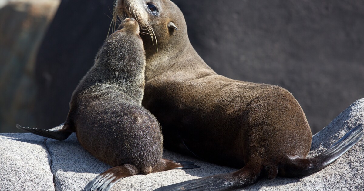 New Zealand fur seal colony at Cape Foulwind; named after Captain Cook ...